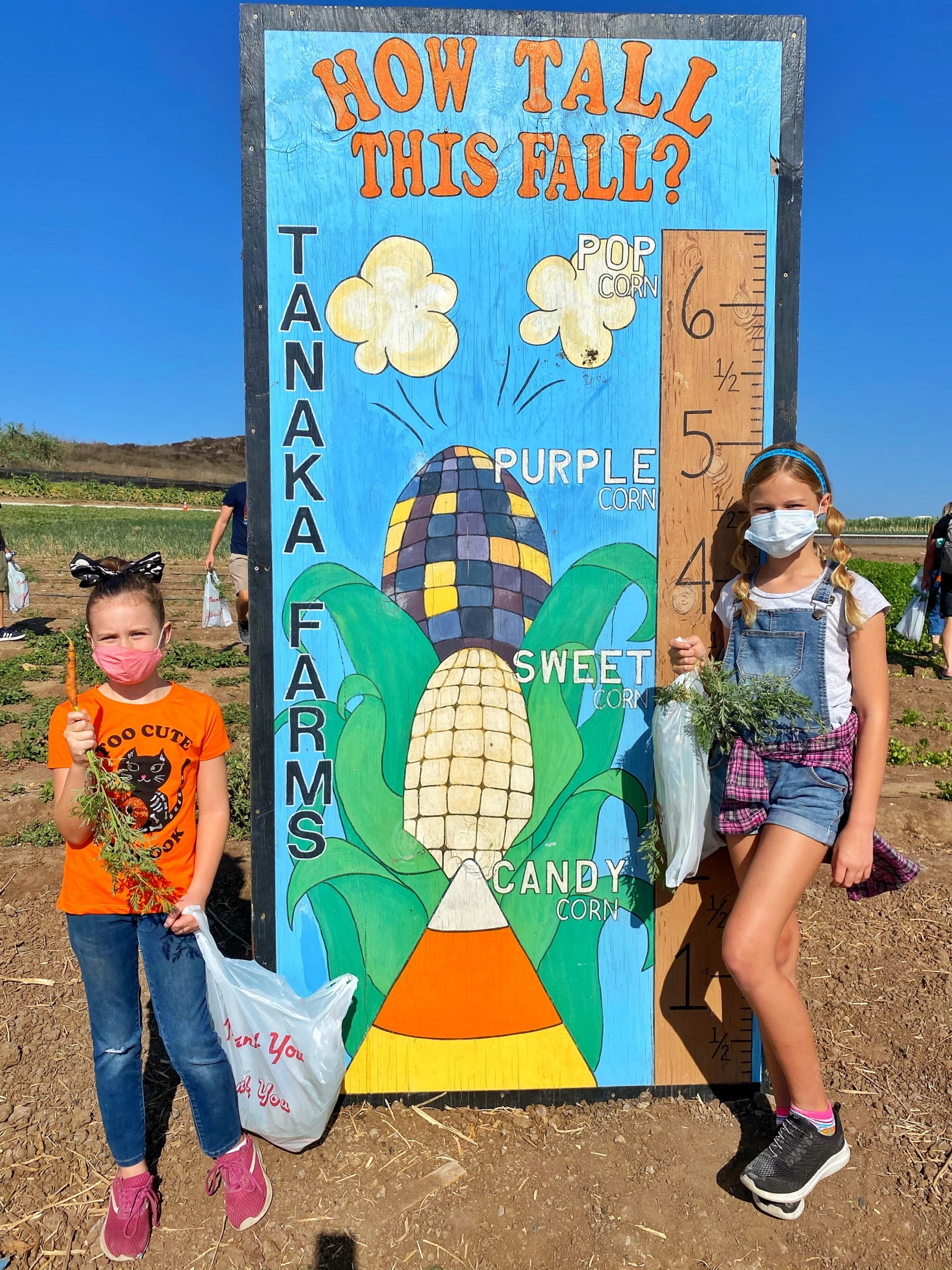 Tanaka Farms Pumpkin Patch