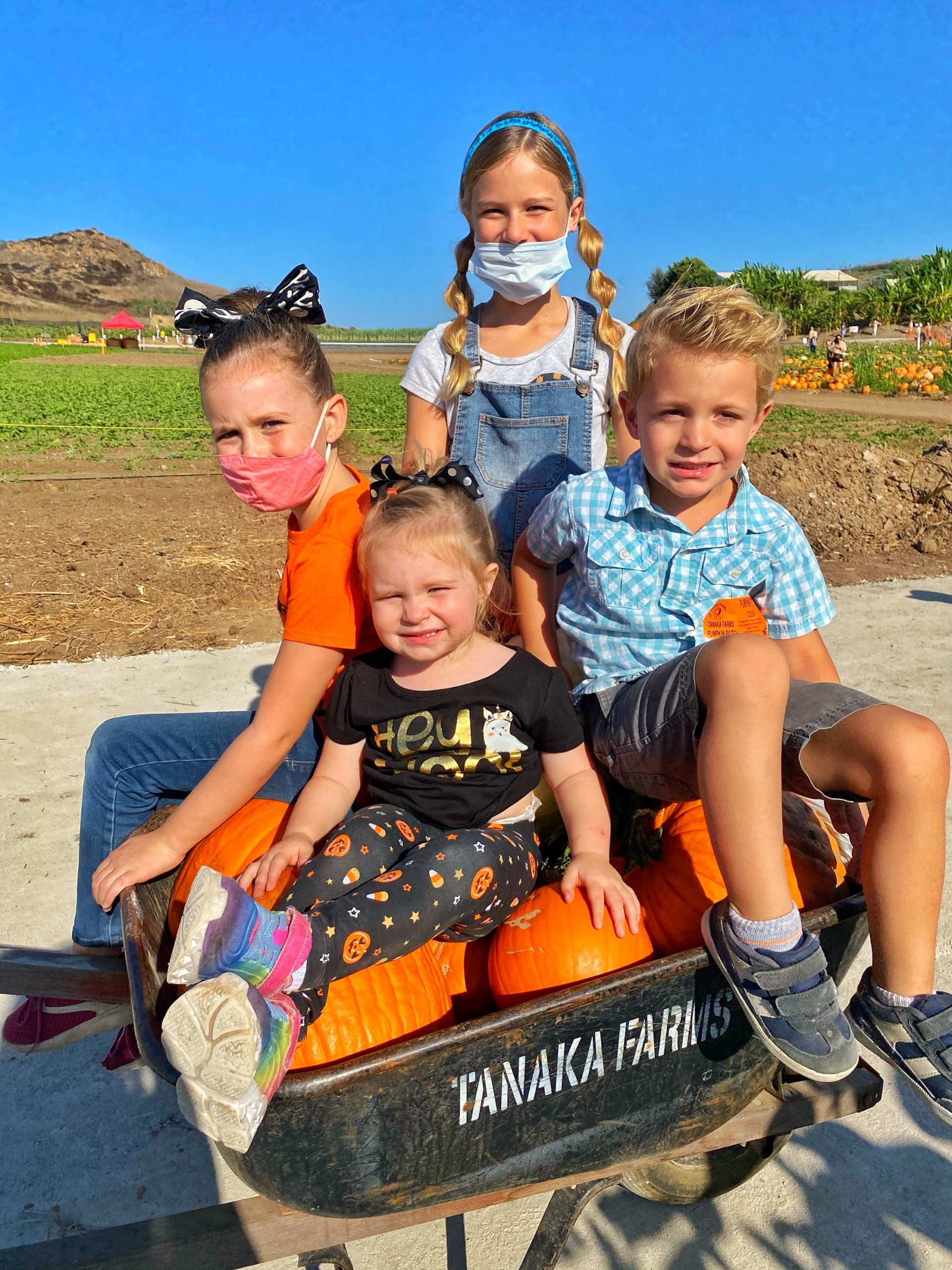 Tanaka Farms Pumpkin Patch